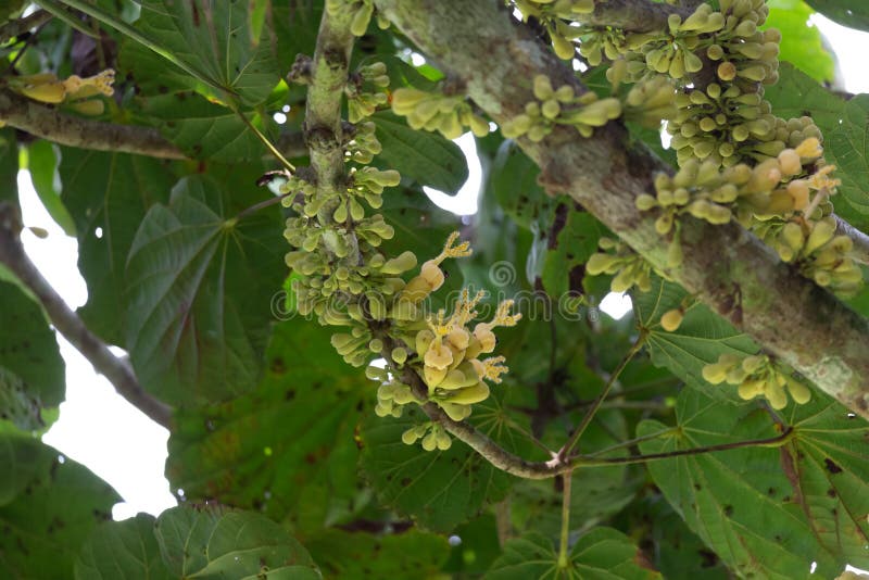 Sapodilla flower stock image. Image of sapodilla, south - 166905555