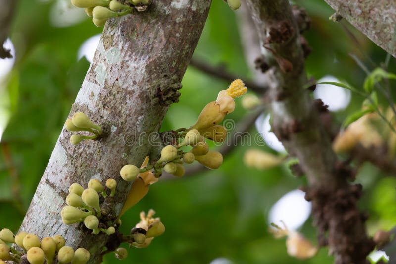 Sapodilla flower stock image. Image of food, tasty, vitamin - 166905581