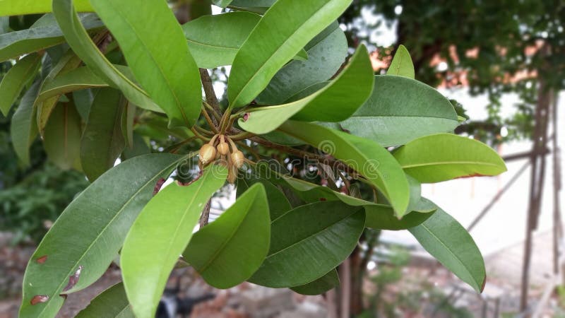 Sapodilla Flower that is Still in Bud Stock Image - Image of branch ...