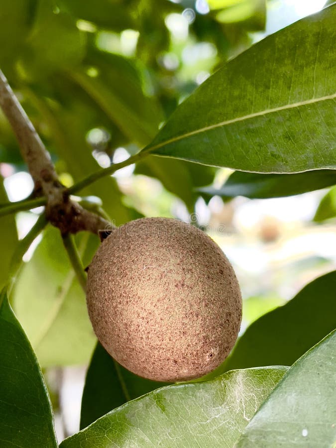 Sapodilla Fruit Hanging from the Tree Stock Image - Image of freshness ...