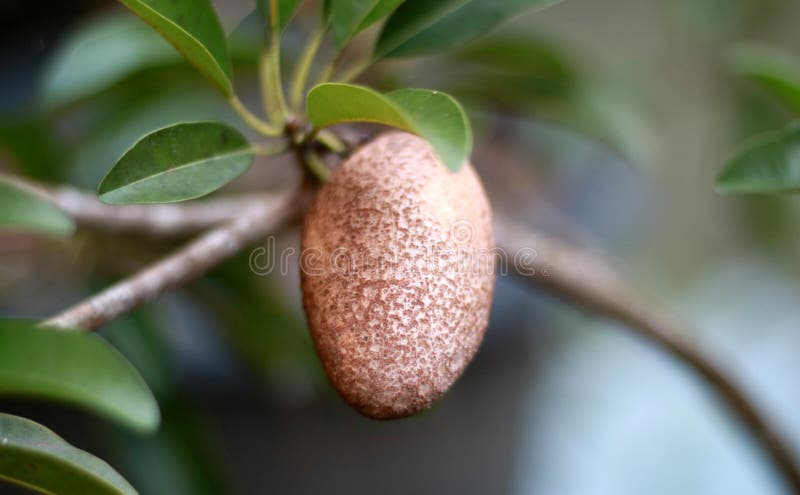 Chikoo Stock Photos - Download 379 Royalty Free Photos