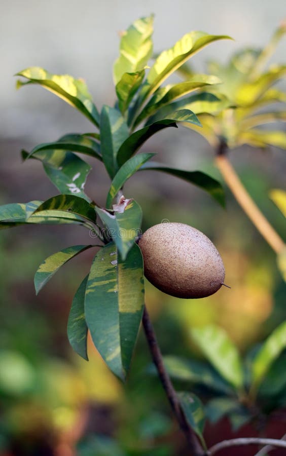 Sapodilla fruit on tree stock photo. Image of sapodilla - 116137002