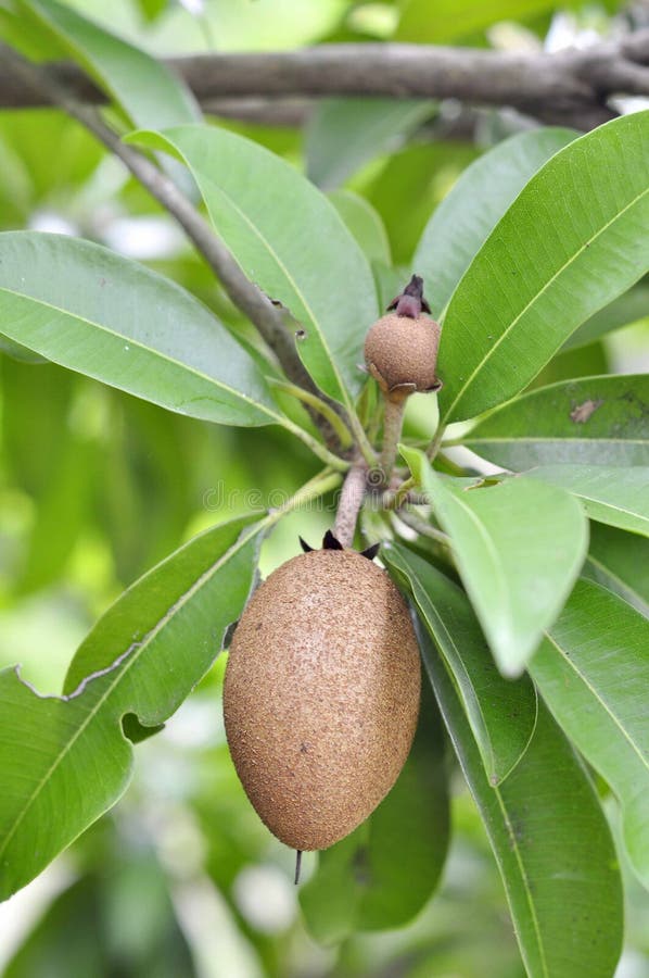 Sapodilla Fruit and Leaves. Stock Photo - Image of sapodilla ...