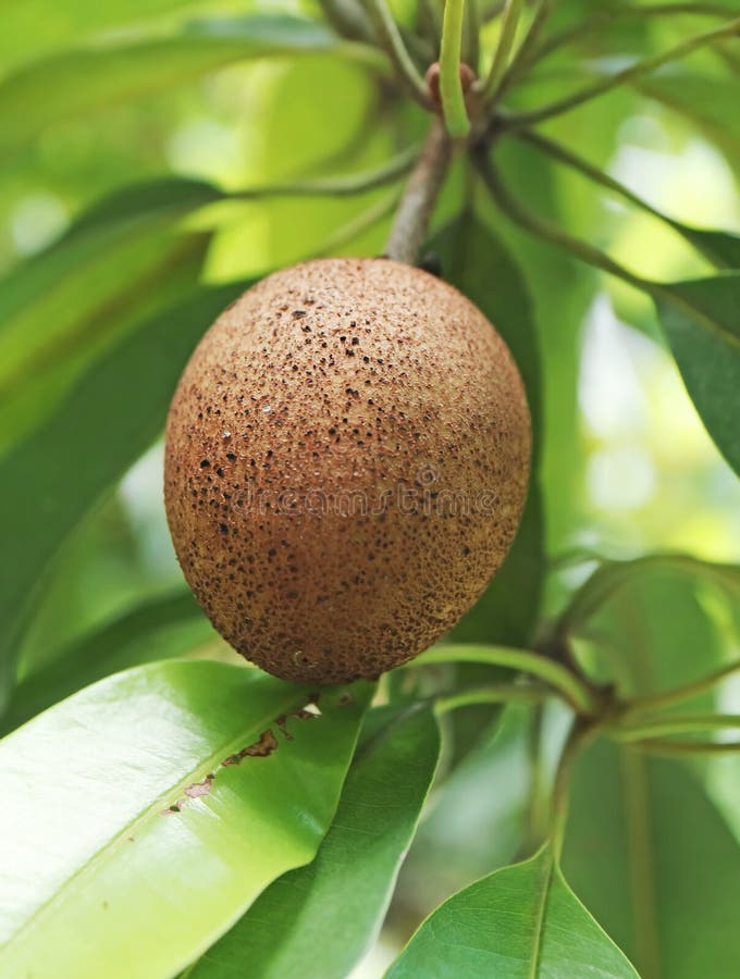 Sapodilla Fruit Ripening on the Tree Stock Image - Image of peel ...