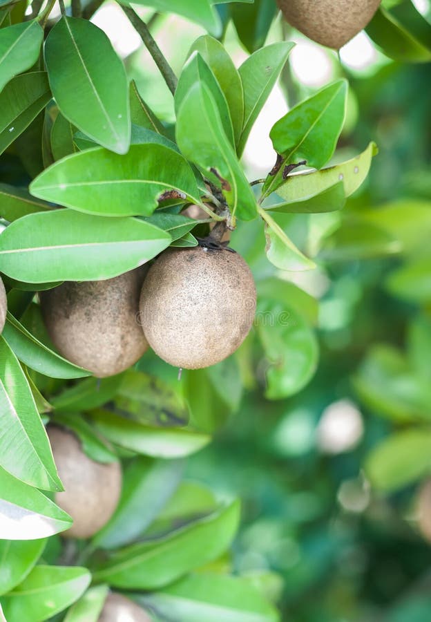 Sapodilla fruit on tree stock image. Image of mature - 78848903