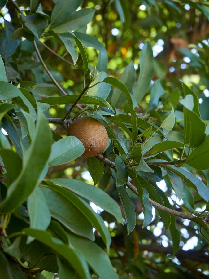 Sapodilla Fruit on Trees in Orchard Stock Image - Image of outdoor ...