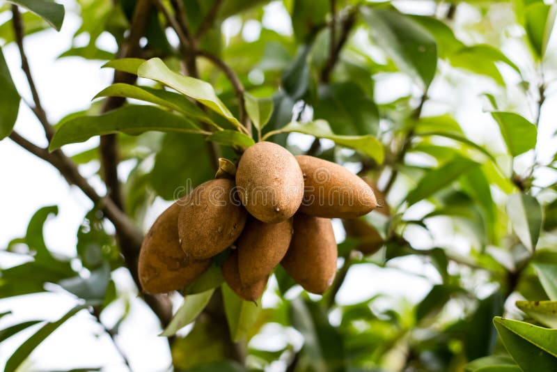 Sapodilla fruit on tree stock image. Image of freshness - 157331733