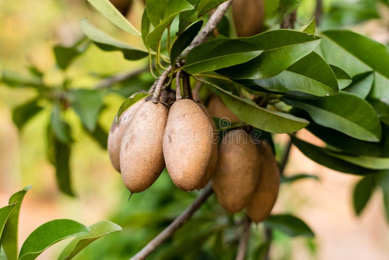 Sapodilla fruit on tree stock image. Image of freshness - 157331733