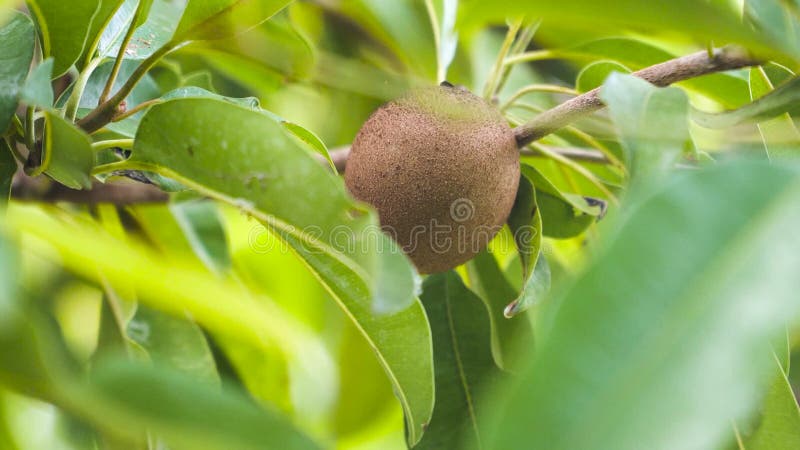 Agriculture Sapodilla an Indian Fruit Chiku on Tree in the Farm Stock ...