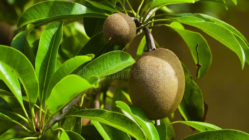 Agriculture Sapodilla an Indian Fruit Chiku on Tree in the Farm Stock ...