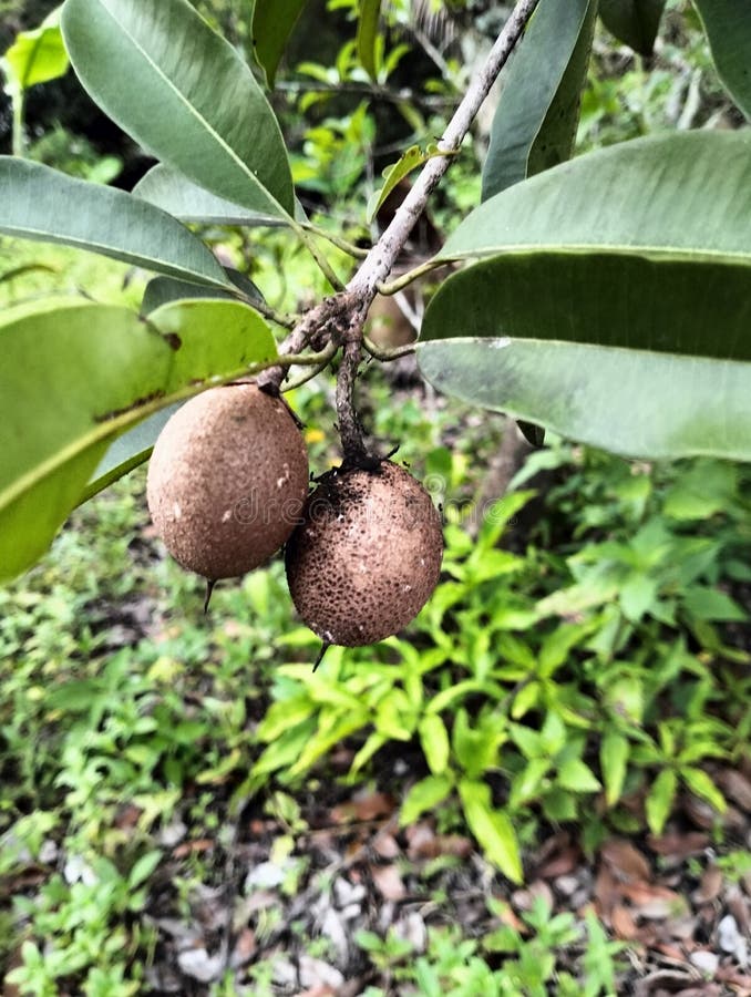 Sapodilla Fruit on Tree with Leaf Stock Photo - Image of fruit, autumn ...