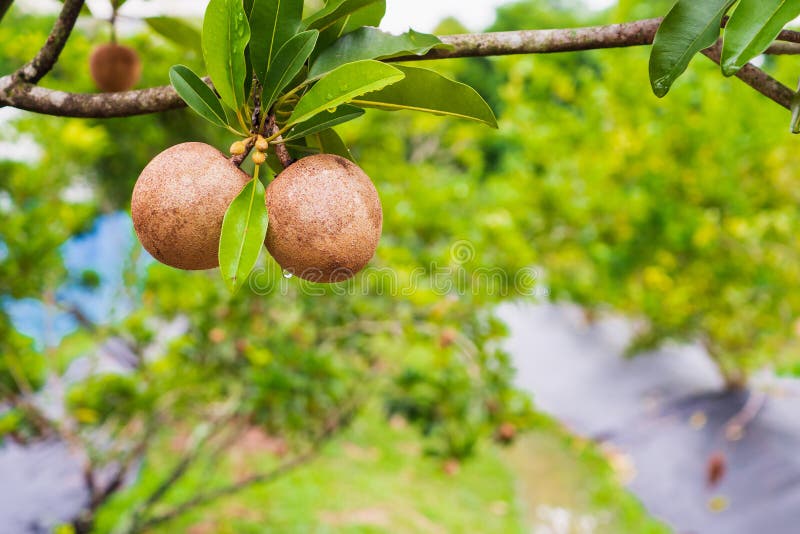 Sapodilla Fruit on Tree in Organic Garden Stock Photo - Image of ...