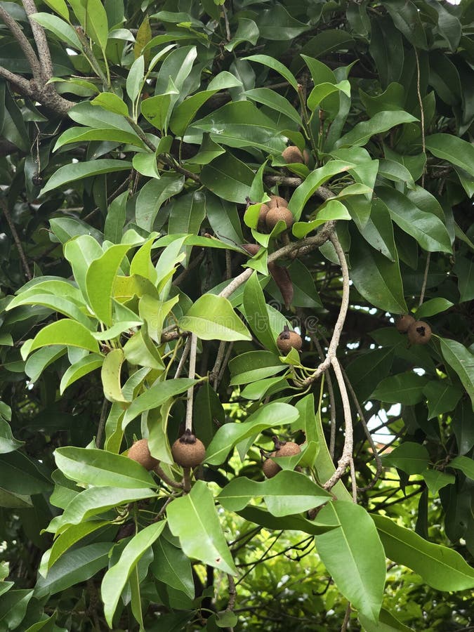 Sapodilla Fruit on the Sapodilla Tree Plant on Summer Stock Photo ...