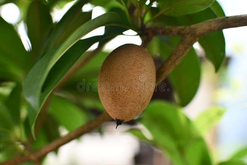 Sapodilla Fruit on the Tree Stock Photo - Image of shrub, tropics ...