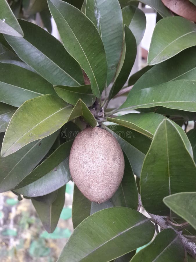 Sapodilla Fruit on the Tree Stock Photo - Image of deciduous, sapodilla ...
