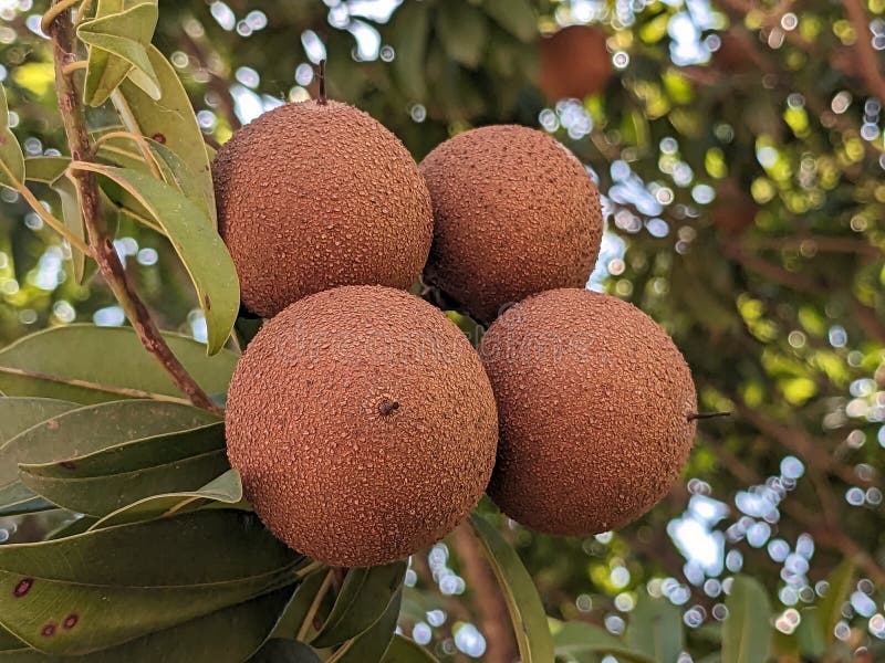 Sapodilla fruit on tree stock photo. Image of delicious - 297129542