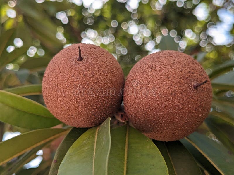 Sapodilla fruit on tree stock image. Image of agriculture - 297129561