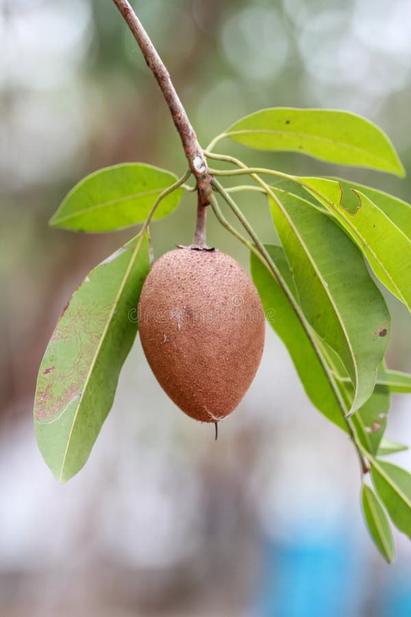 Sapota Fruit Achras Sapodilla Stock Photo - Image of food, agriculture ...