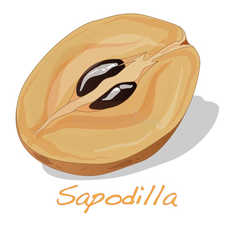 Sapodilla Fruit Drawing