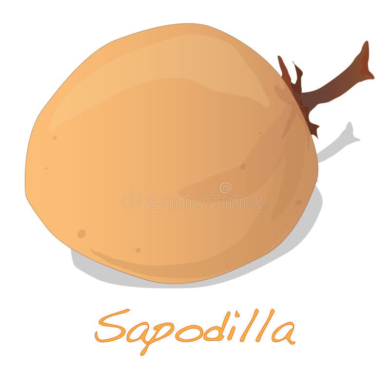 Sapota Fruit Stock Illustrations – 271 Sapota Fruit Stock Illustrations ...