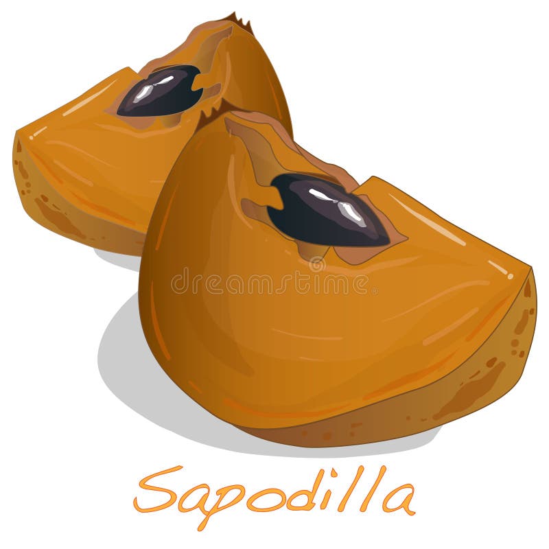 Sapodilla Fruit Logo Design Stock Vector - Illustration of delicious ...