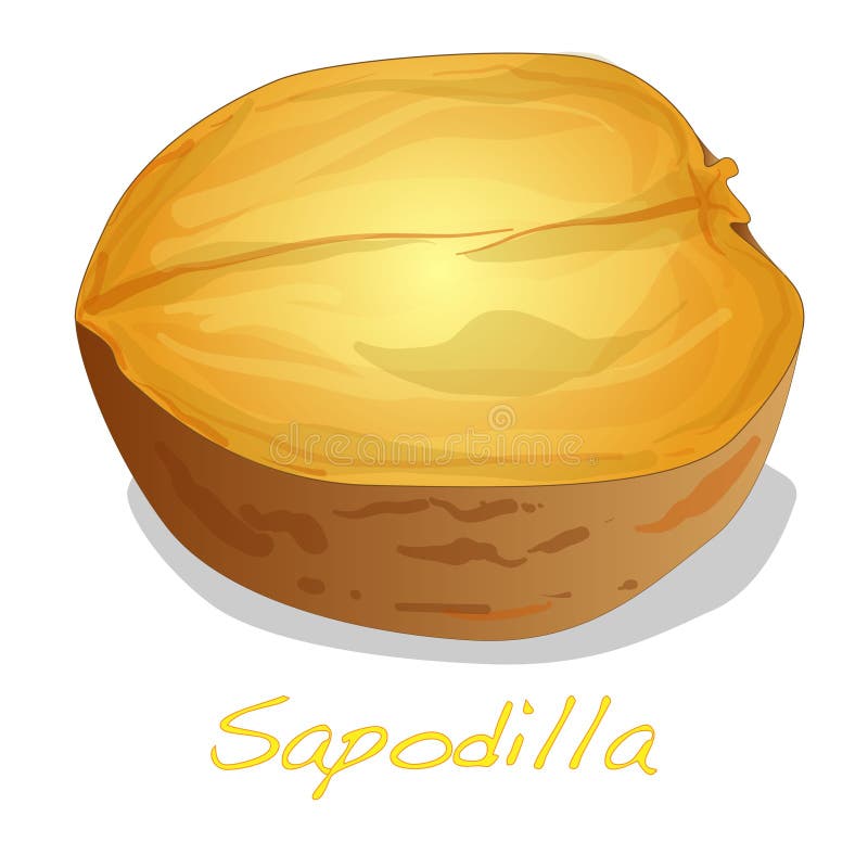 Sapota Sapodilla Fruit Background Stock Illustrations – 56 Sapota ...