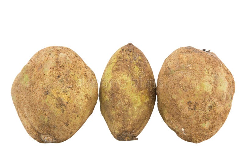 Chiku Fruits Tree in Agriculture Stock Photo - Image of organic, sapota ...