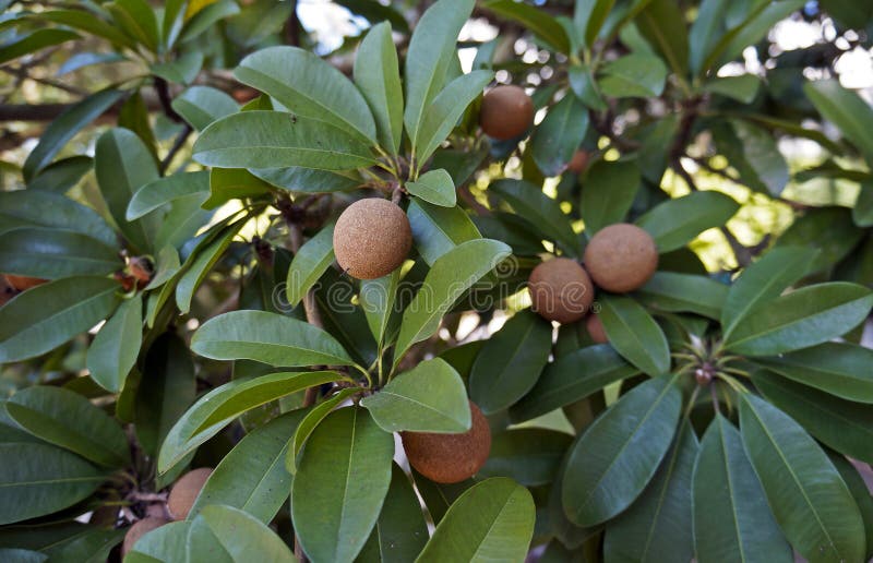 Sapodilla Fruits, Manilkara Zapota, on Tree in Rio De Janeiro Stock ... Sapodilla Fruits, Manilkara Zapota, on Tree in Rio De Janeiro Stock ...