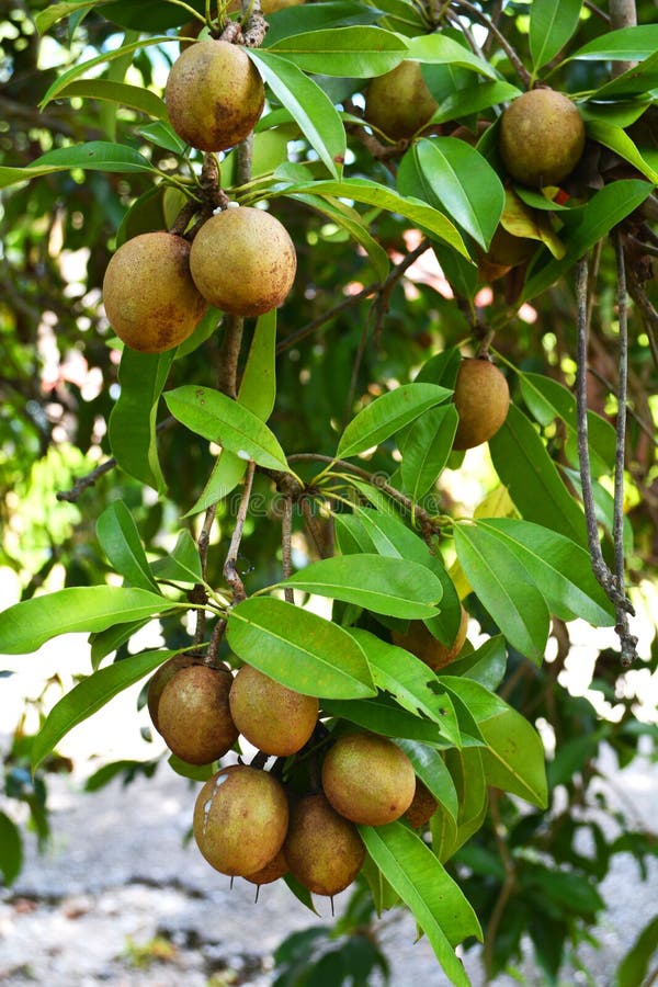 Sapodilla Fruits stock photo. Image of fruit, malt, brown - 36665158