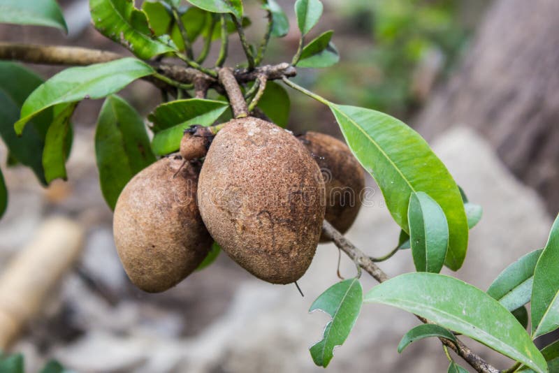 Chiku Fruits Tree in Agriculture Stock Photo - Image of organic, sapota ...