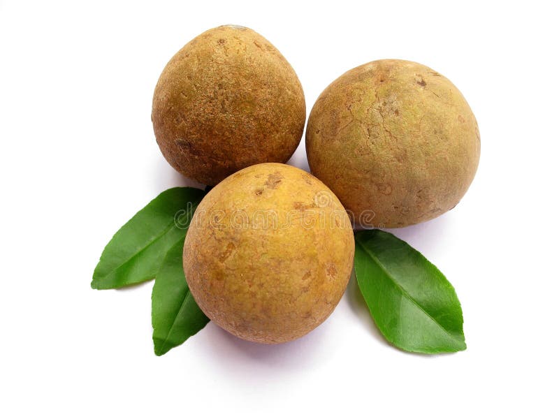 Sapodilla-Isolated stock image. Image of antibacterial - 17243365