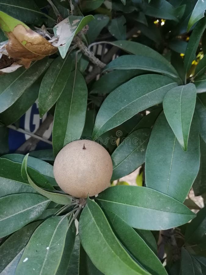 Pala fruit tree stock photo. Image of marriage, fruit - 176966200