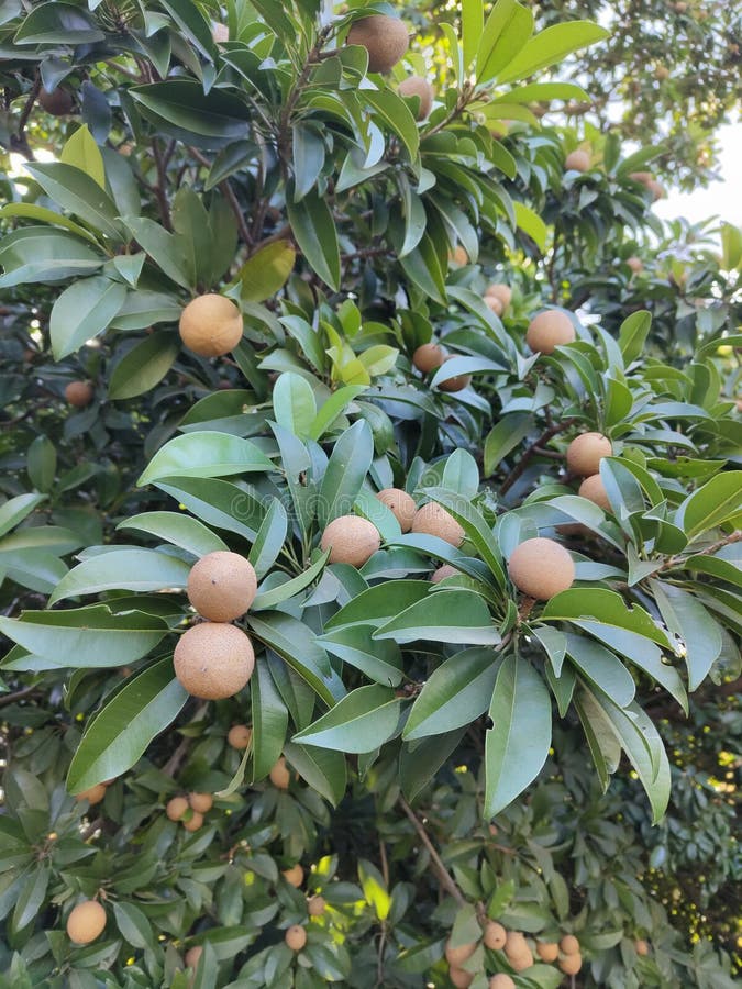 Sapodilla Plant with Fruit and Green Leaf Stock Image - Image of leaf ...