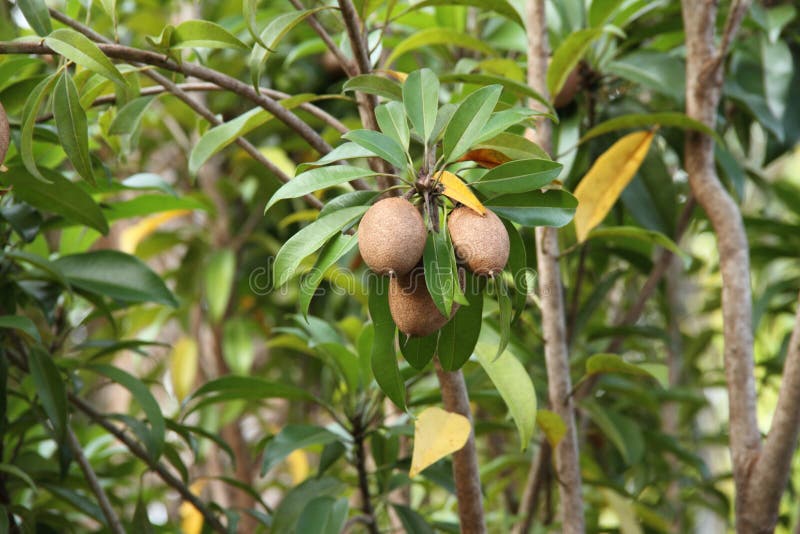 Sapodilla tree stock photo. Image of trees, evergreen - 27665984