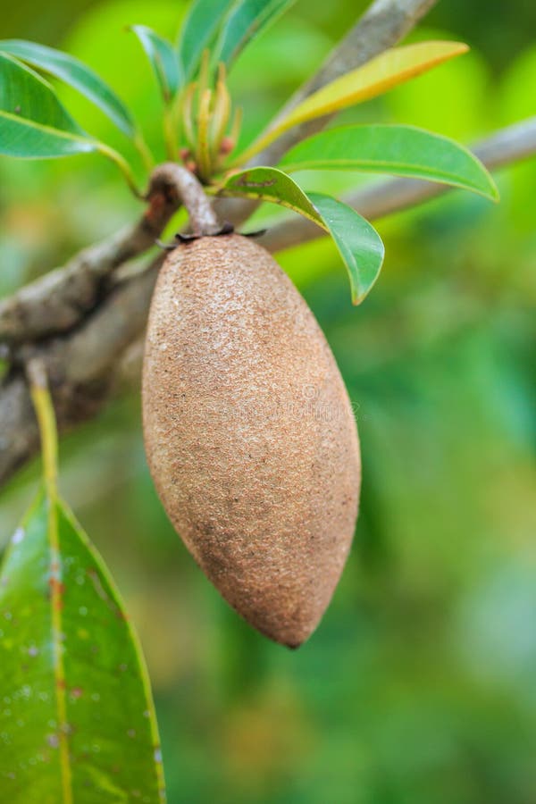 Sapodilla on the tree stock photo. Image of food, brown - 37552262