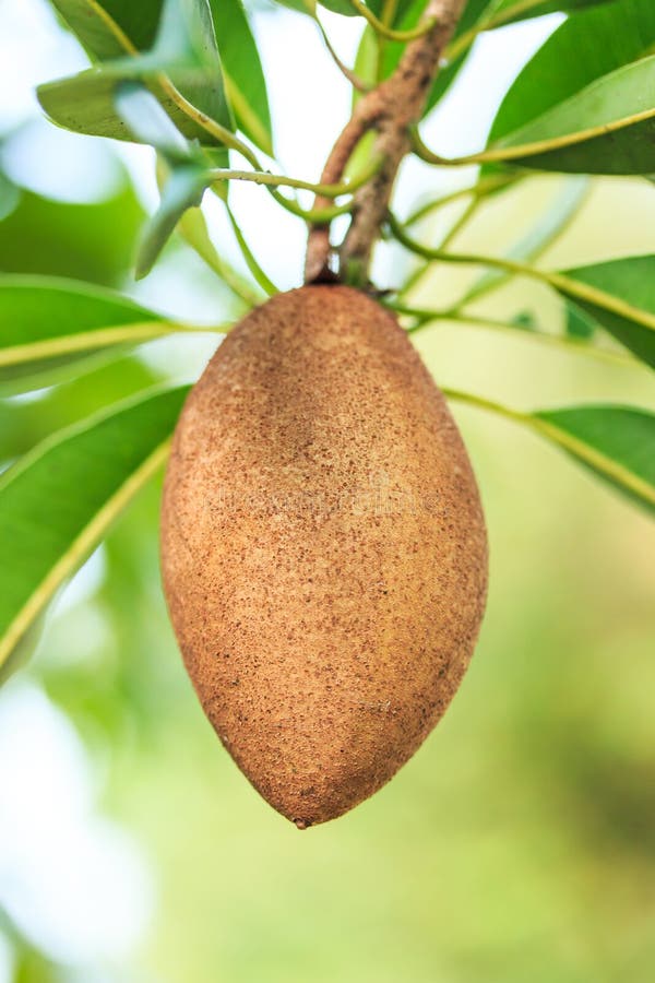 Sapodilla on the tree stock photo. Image of chico, green - 37552558