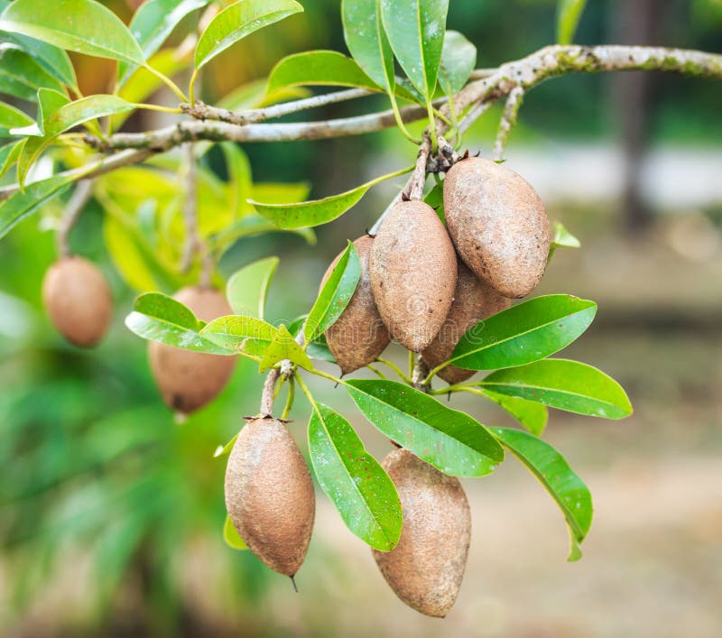 Sapodilla on the tree stock photo. Image of chico, green - 37552558