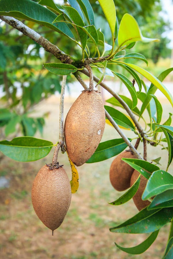 Sapodilla on the tree stock photo. Image of manilkara - 37553196