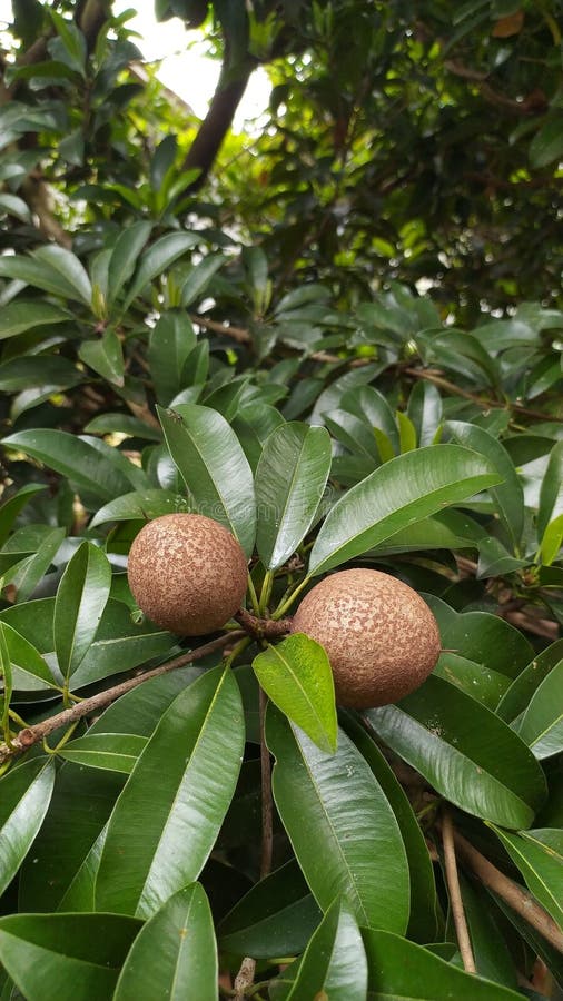 Sapodilla Tree that is Bearing Fruit Stock Image - Image of health ...