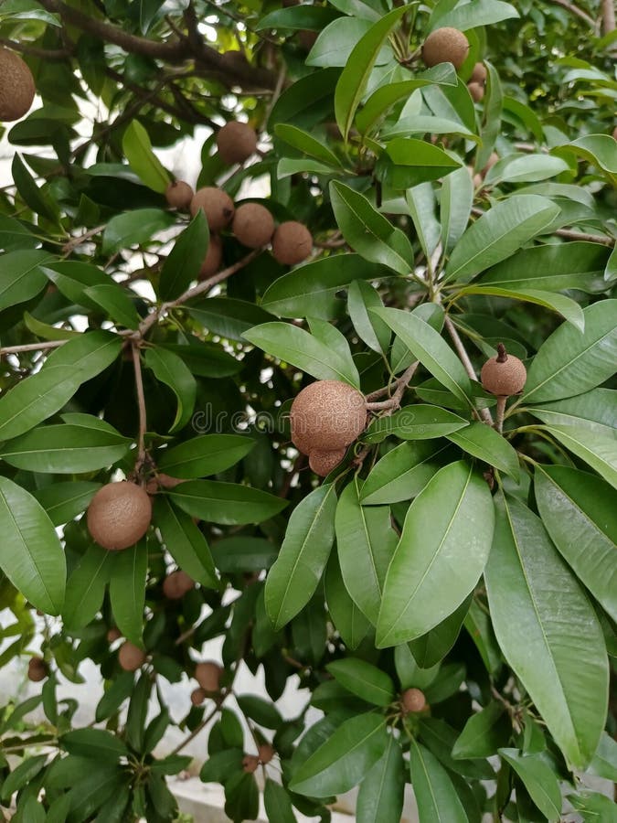 Sapodilla Tree Fruit is Still Small Stock Photo - Image of fruit ...