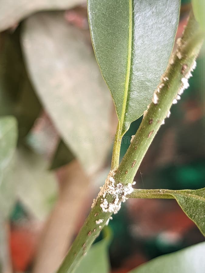 Sapodilla Tree Branches with Mealybugs Attached Stock Photo - Image of ...