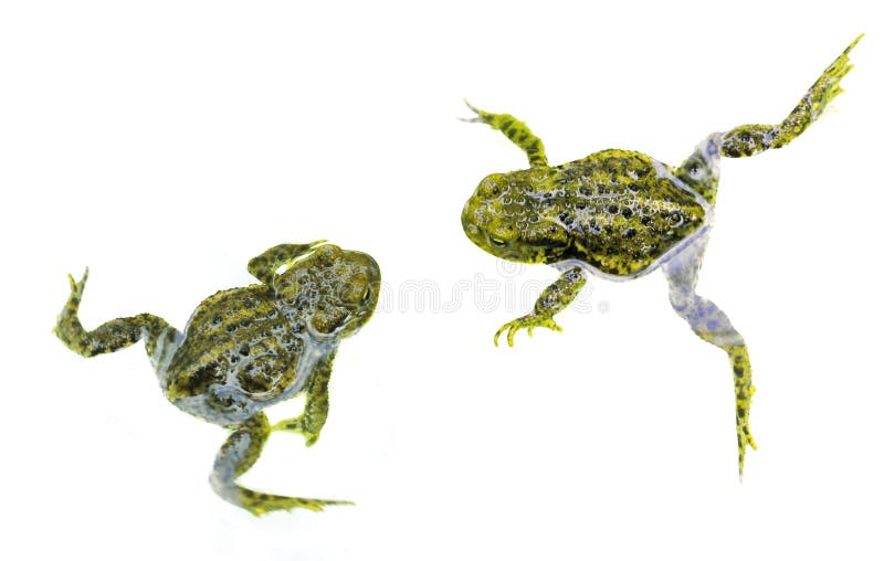 Sapos foto de archivo. Imagen de blanco, salto, fondo - 10130046