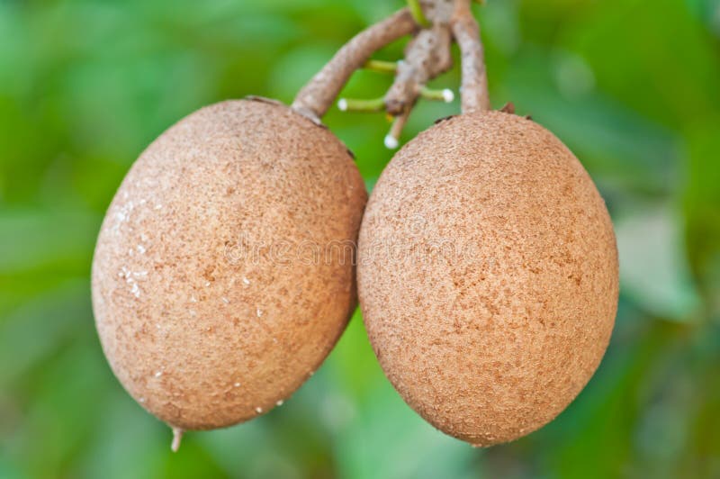 Sapota fruit stock photo. Image of chiku, plant, sapota - 22749418