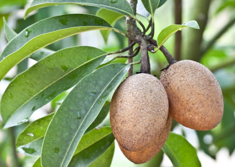 Sapota fruit stock image. Image of fruits, manilkara, tree - 9663117