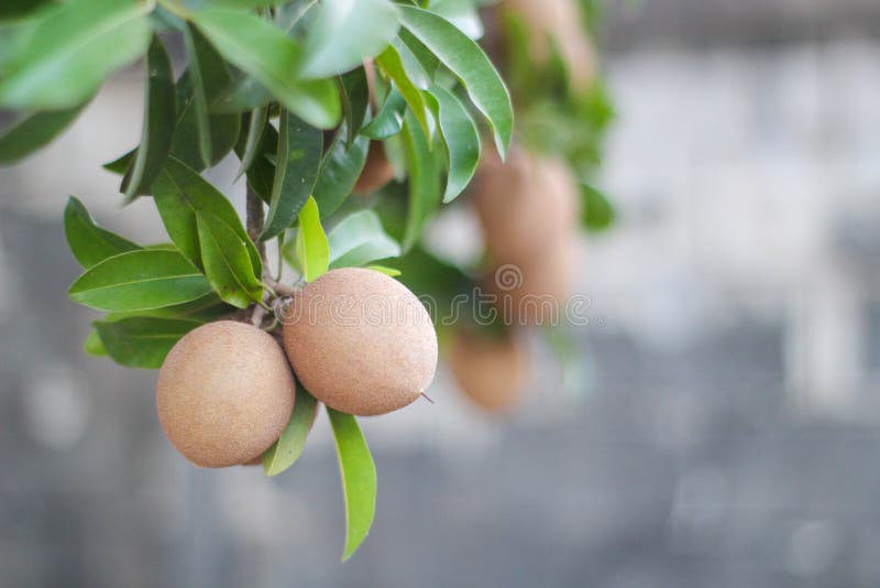 Sapota fruit on tree stock photo. Image of unripe, fruit - 108321926