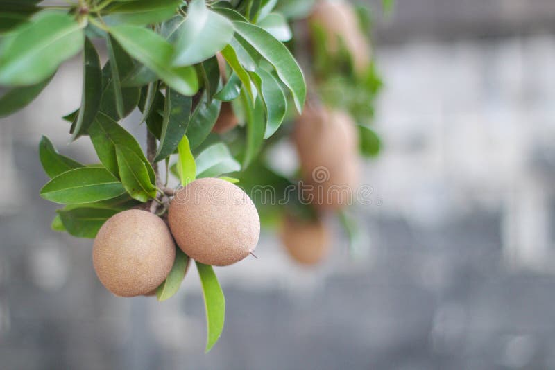 Sapota fruit on tree stock image. Image of plantae, manilkara - 108322055