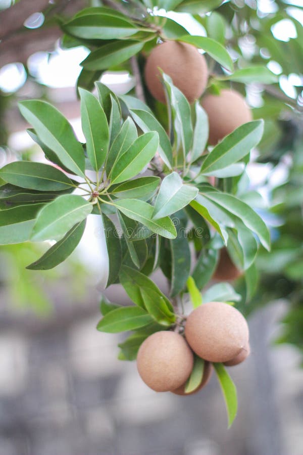 Sapota fruit on tree stock photo. Image of chiku, green - 108322640