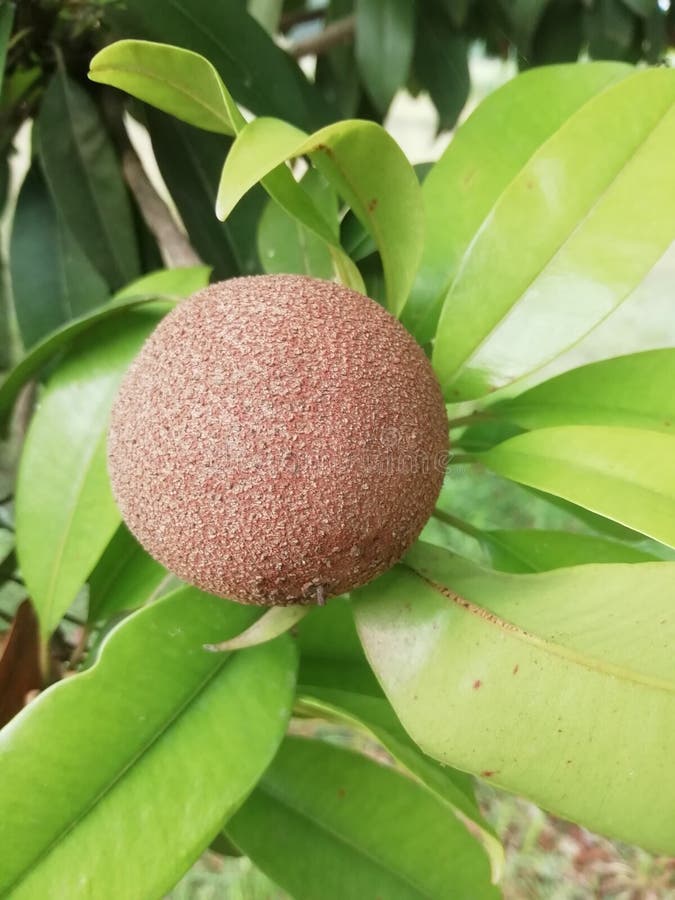 Sapota plant stock photo. Image of deciduous, tree, evergreen - 204628212