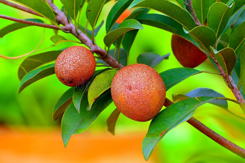 Sapota Ou Frutos Do Sapodilla Imagem de Stock - Imagem de frutas ...
