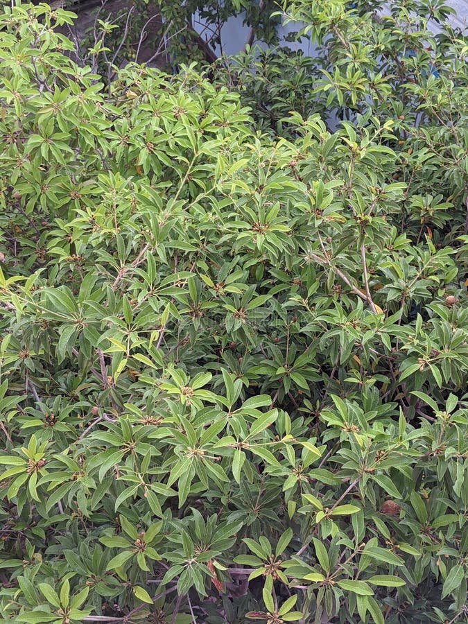 Sapota plant stock photo. Image of deciduous, tree, evergreen - 204628212